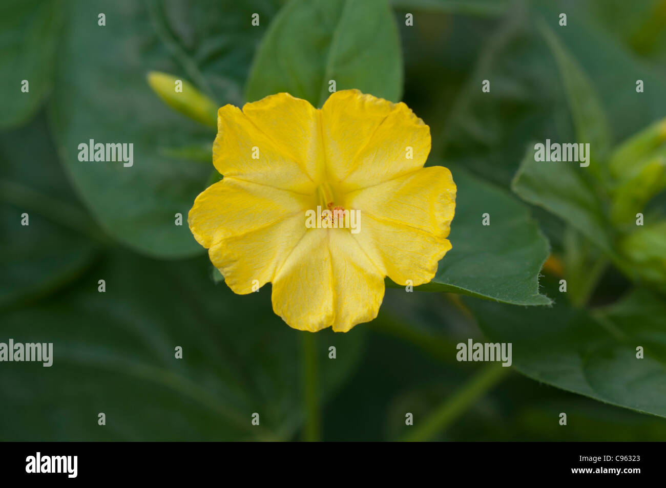 Marvel of Peru flower Stock Photo - Alamy