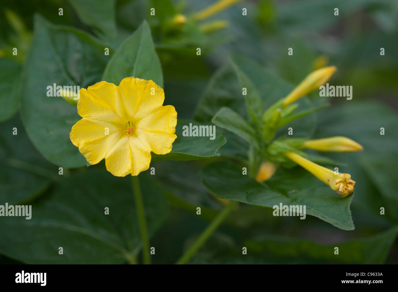 Marvel of Peru plant Stock Photo - Alamy