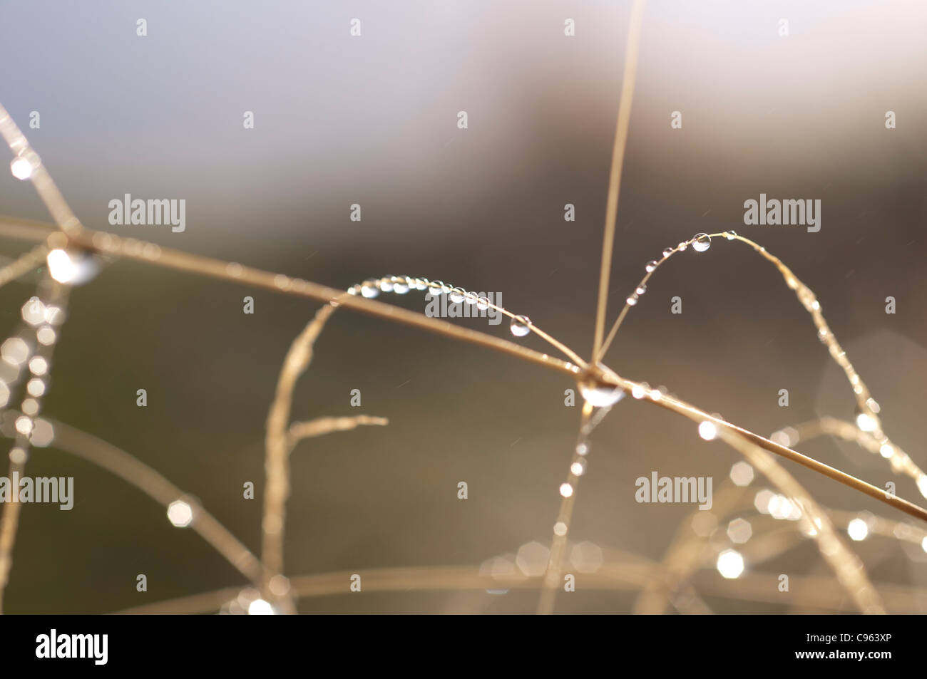 Dewy Morning High Resolution Stock Photography and Images - Alamy