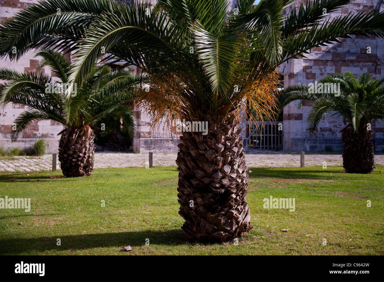 A triangle of palm trees Stock Photo - Alamy