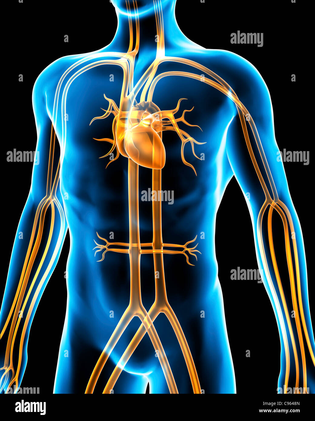 Cardiovascular system. Computer artwork of a male torso and the ...