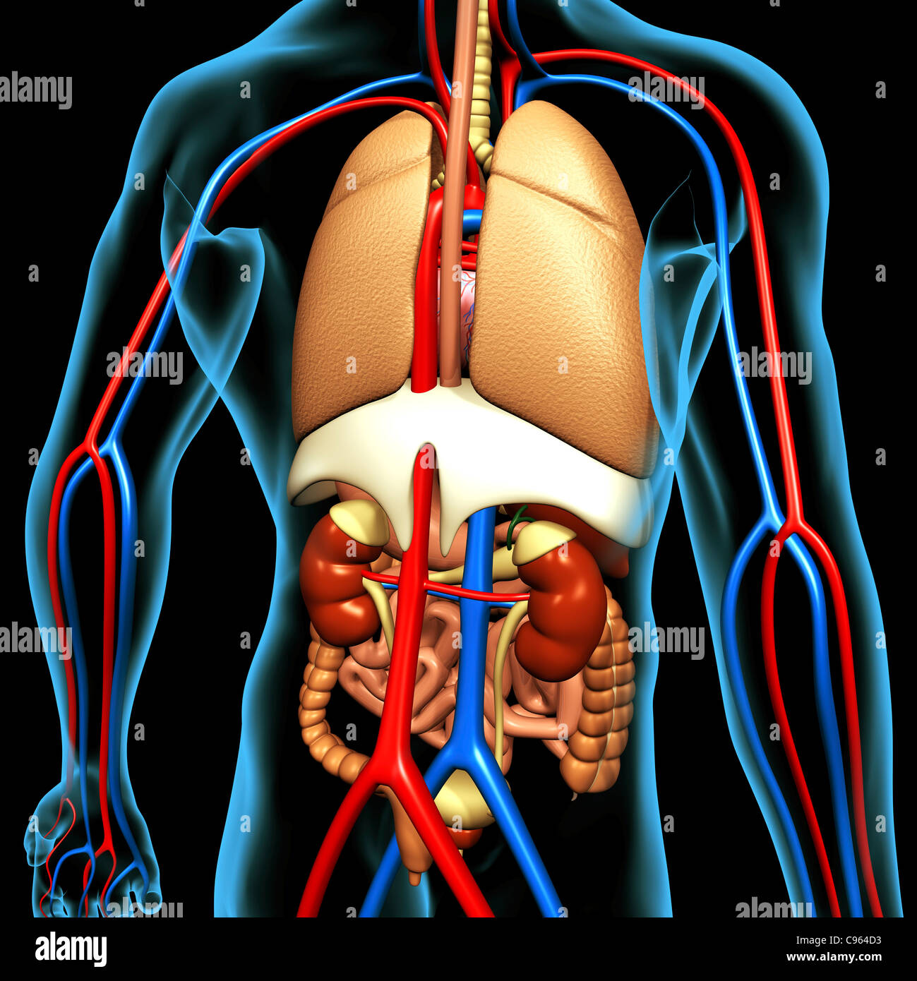Human Anatomy Artwork Stock Photo Alamy human-anatomy-artwork-stock-photo-alamy