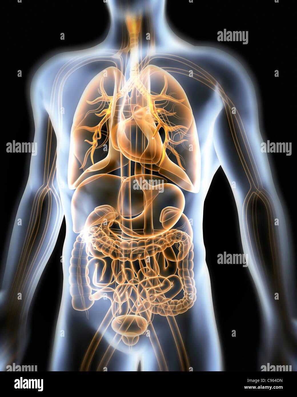 X ray view human skeleton liver hi-res stock photography and images - Alamy