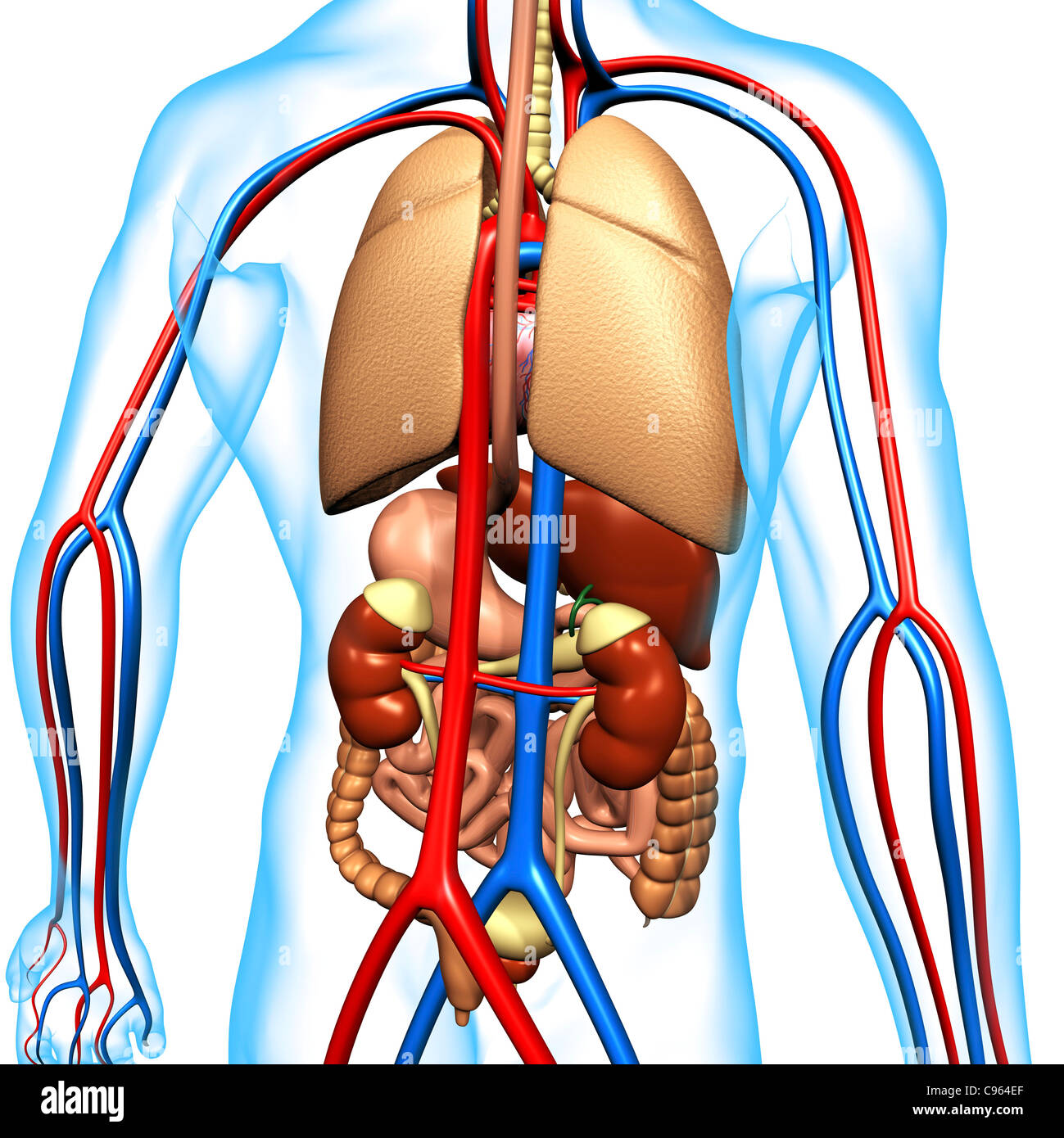 Falciform Ligament High Resolution Stock Photography and Images - Alamy