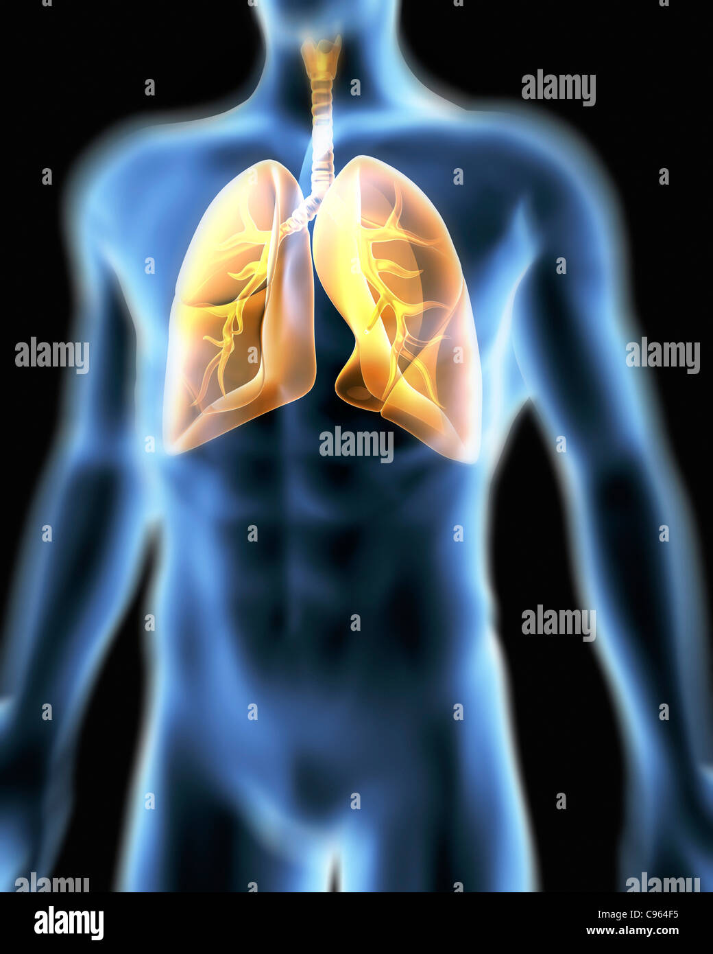 Human respiratory system, artwork Stock Photo - Alamy