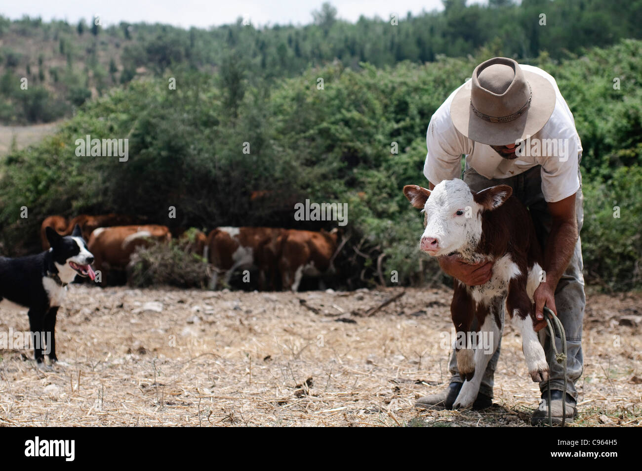 Cattle farming in israel hi-res stock photography and images - Alamy