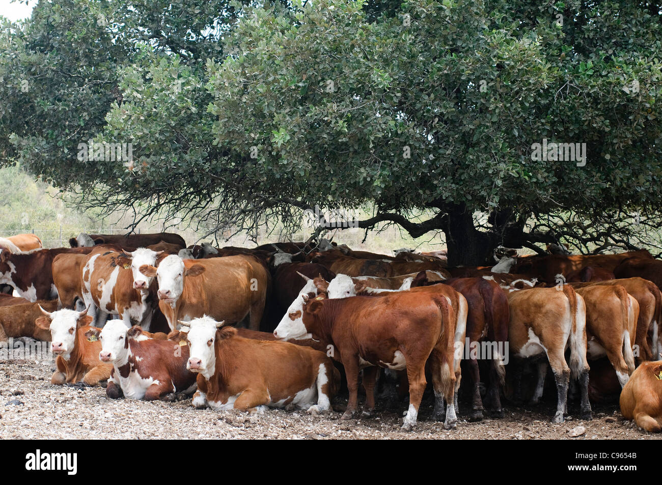 Beef cattle breeding In Israel, Mount Carmel The herd huddle in the ...