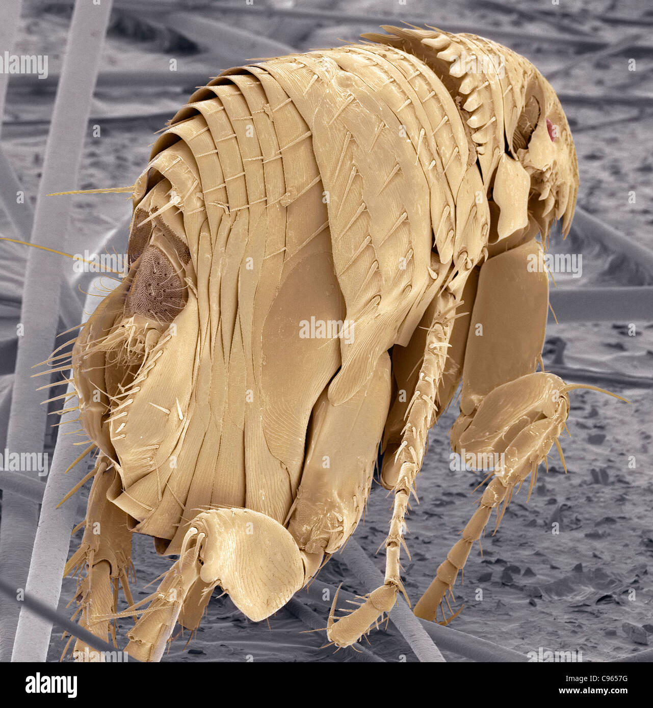 Cat flea hi-res stock photography and images - Alamy