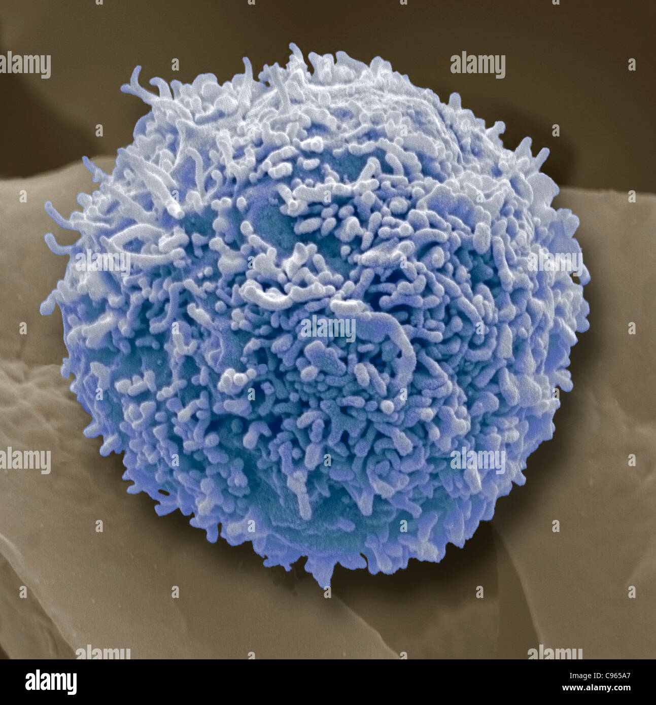 Lymphocyte white blood cell, SEM Stock Photo - Alamy