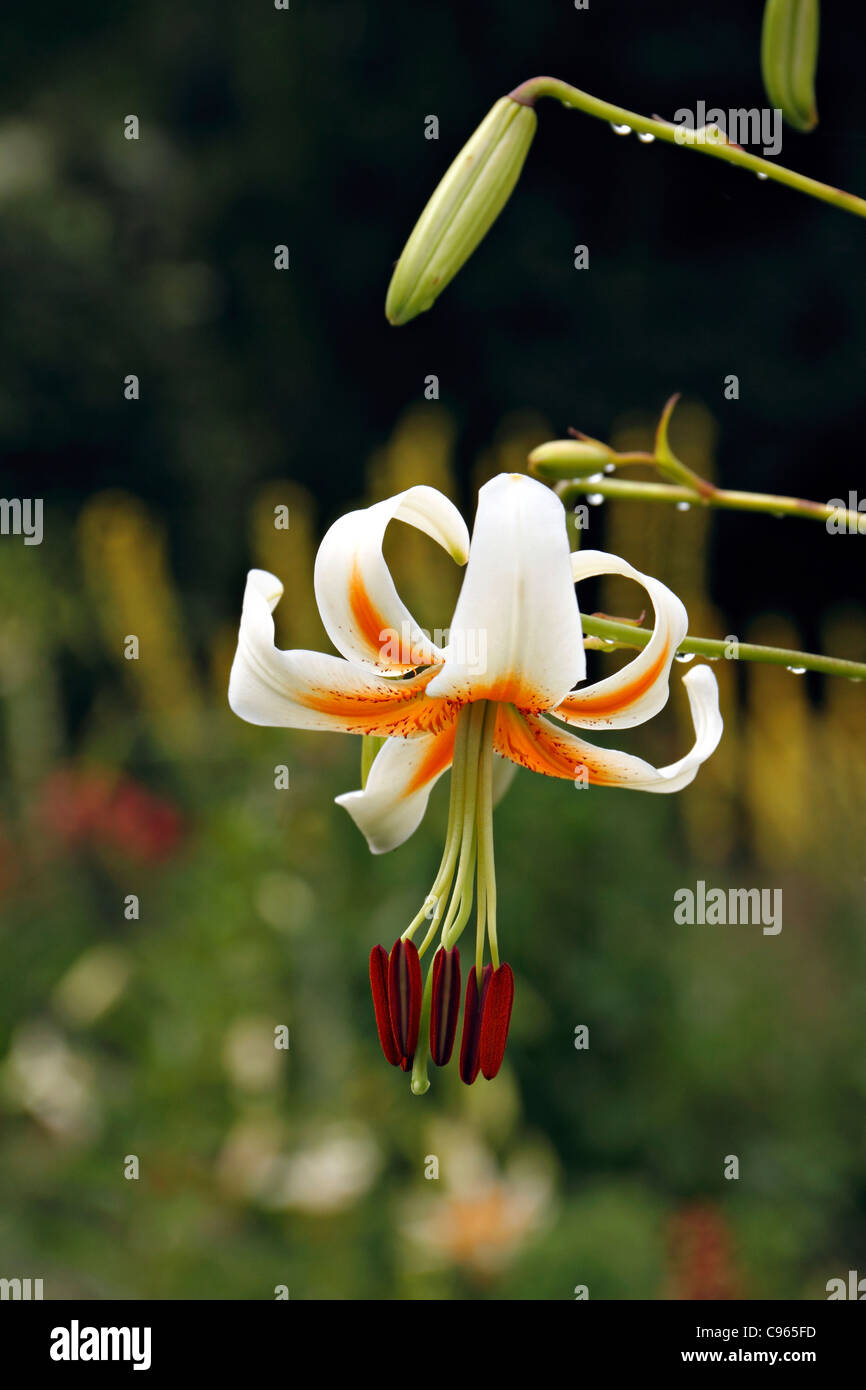 Lily Garden Flower ( Lilium Stock Photo - Alamy
