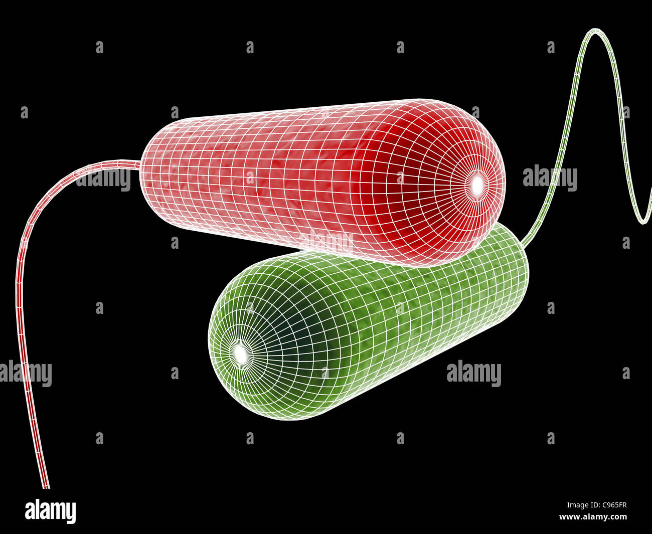 Computer artwork depicting two bacteria in wireframe style Stock Photo ...