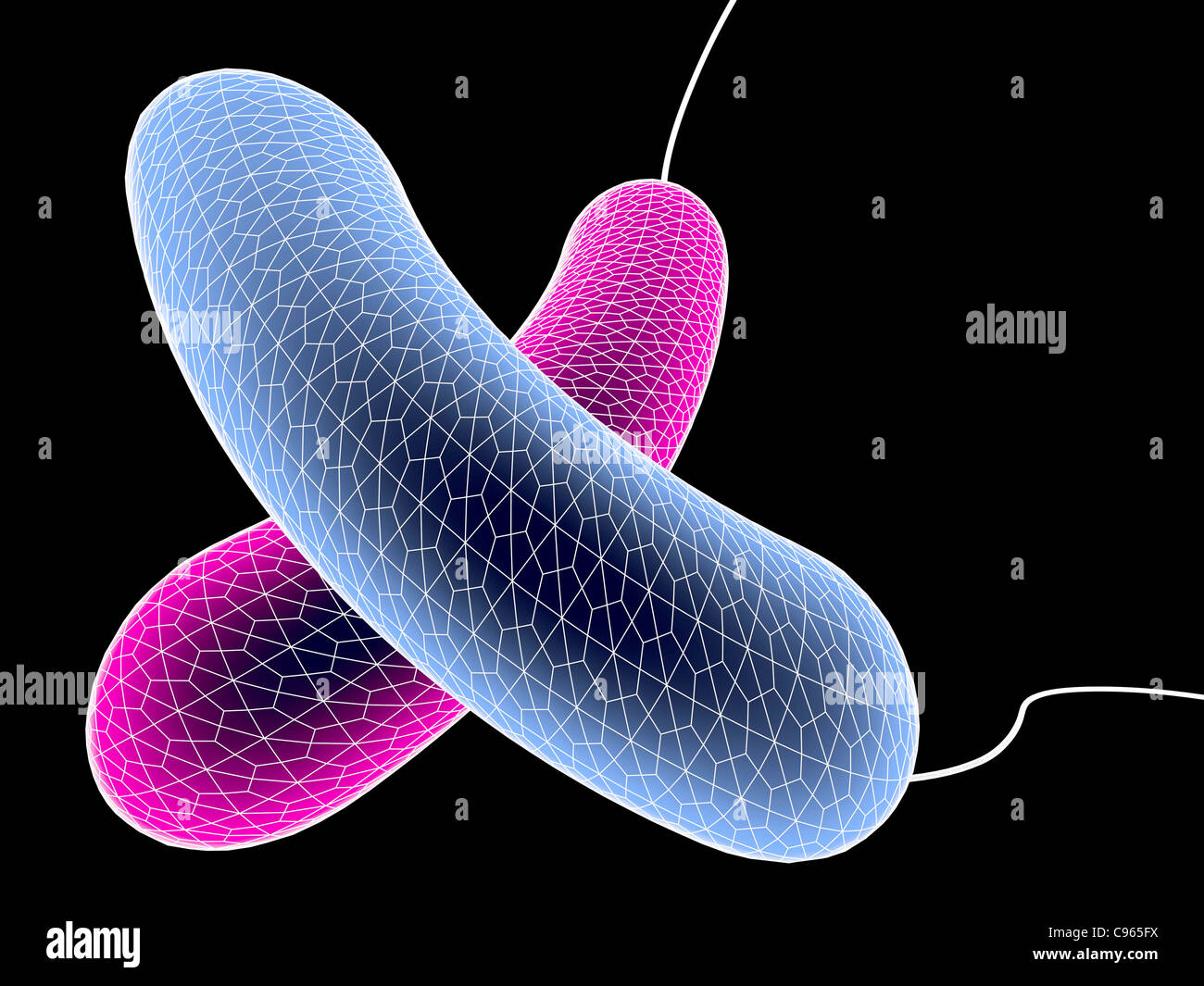Computer artwork in wireframe style depicting two bacteria Stock Photo ...