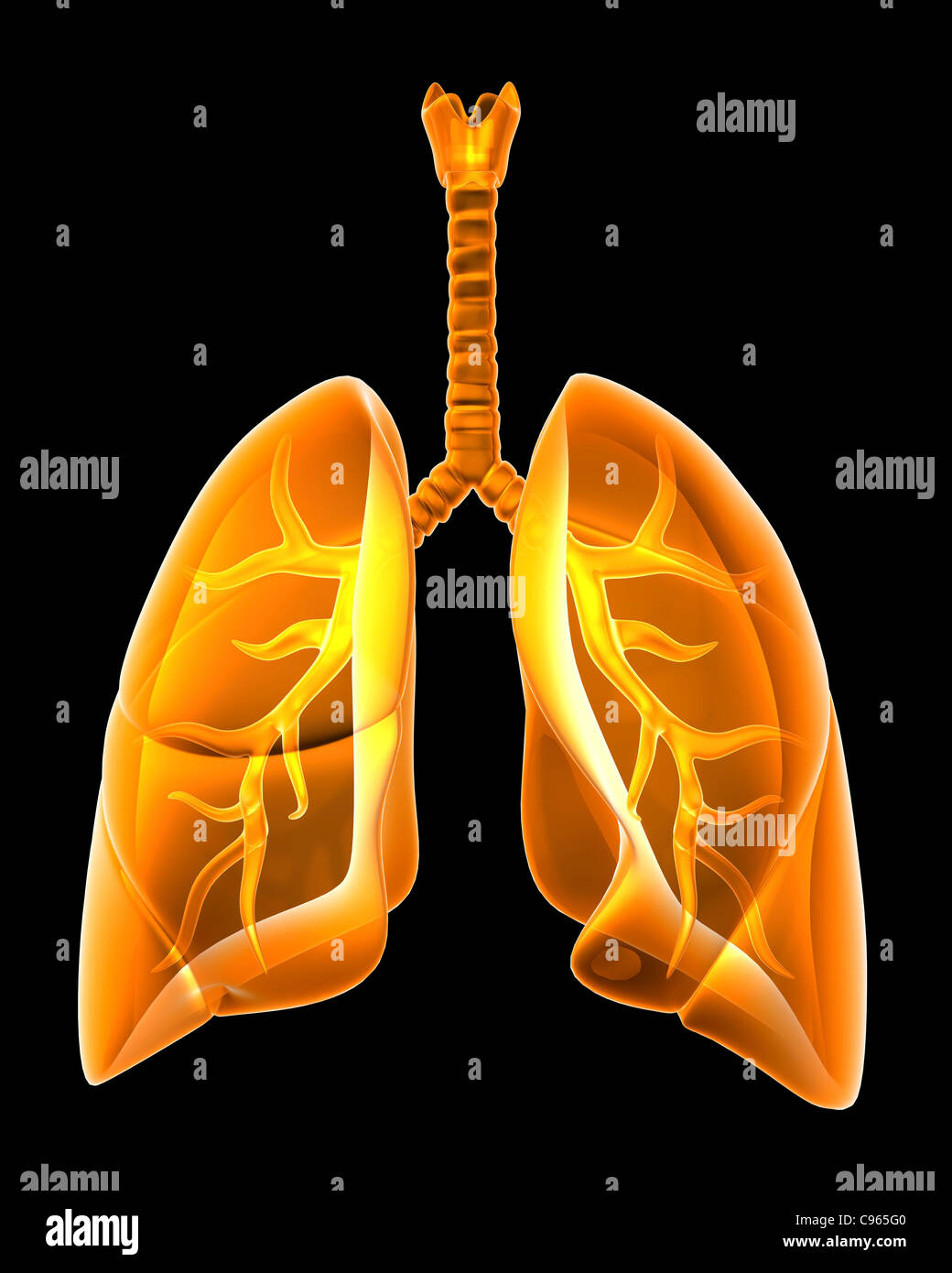 Lungs computer artwork Stock Photo - Alamy