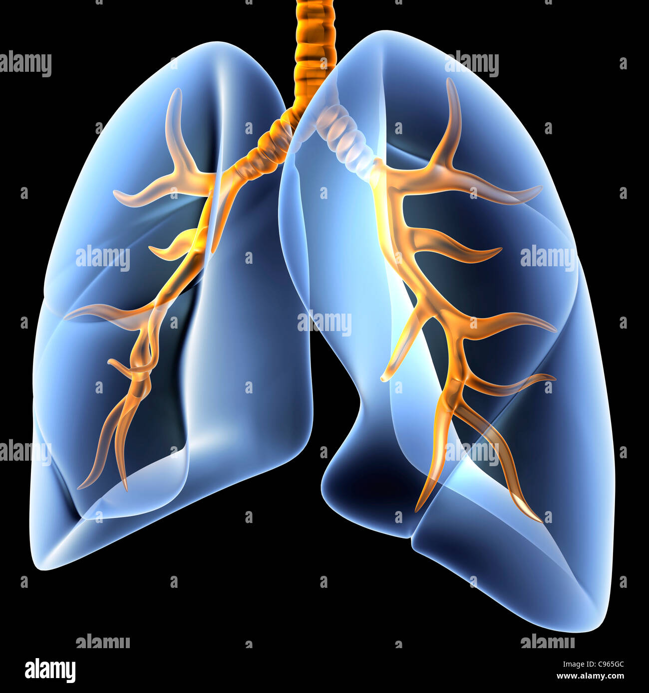 Human Lungs And Bronchial Tree High Resolution Stock Photography and ...