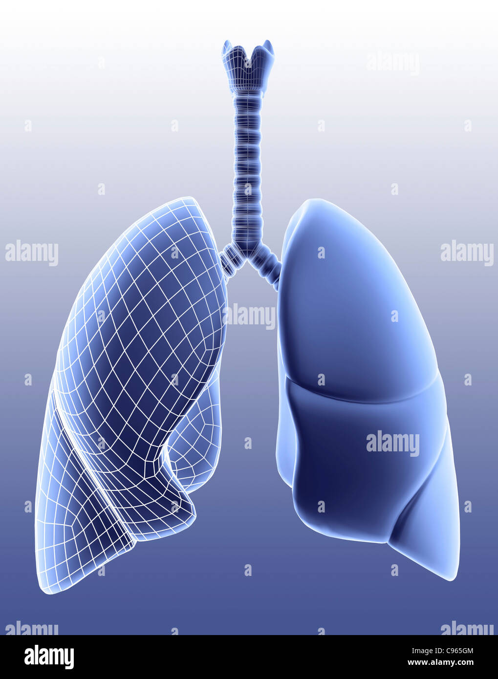 Lungs computer artwork depicting one lung in wireframe style Stock ...