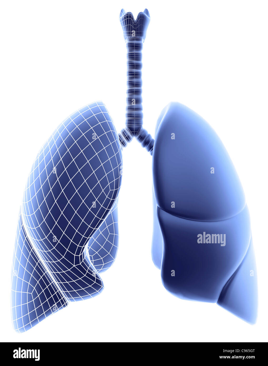 Lungs computer artwork depicting one lung in wireframe style Stock ...