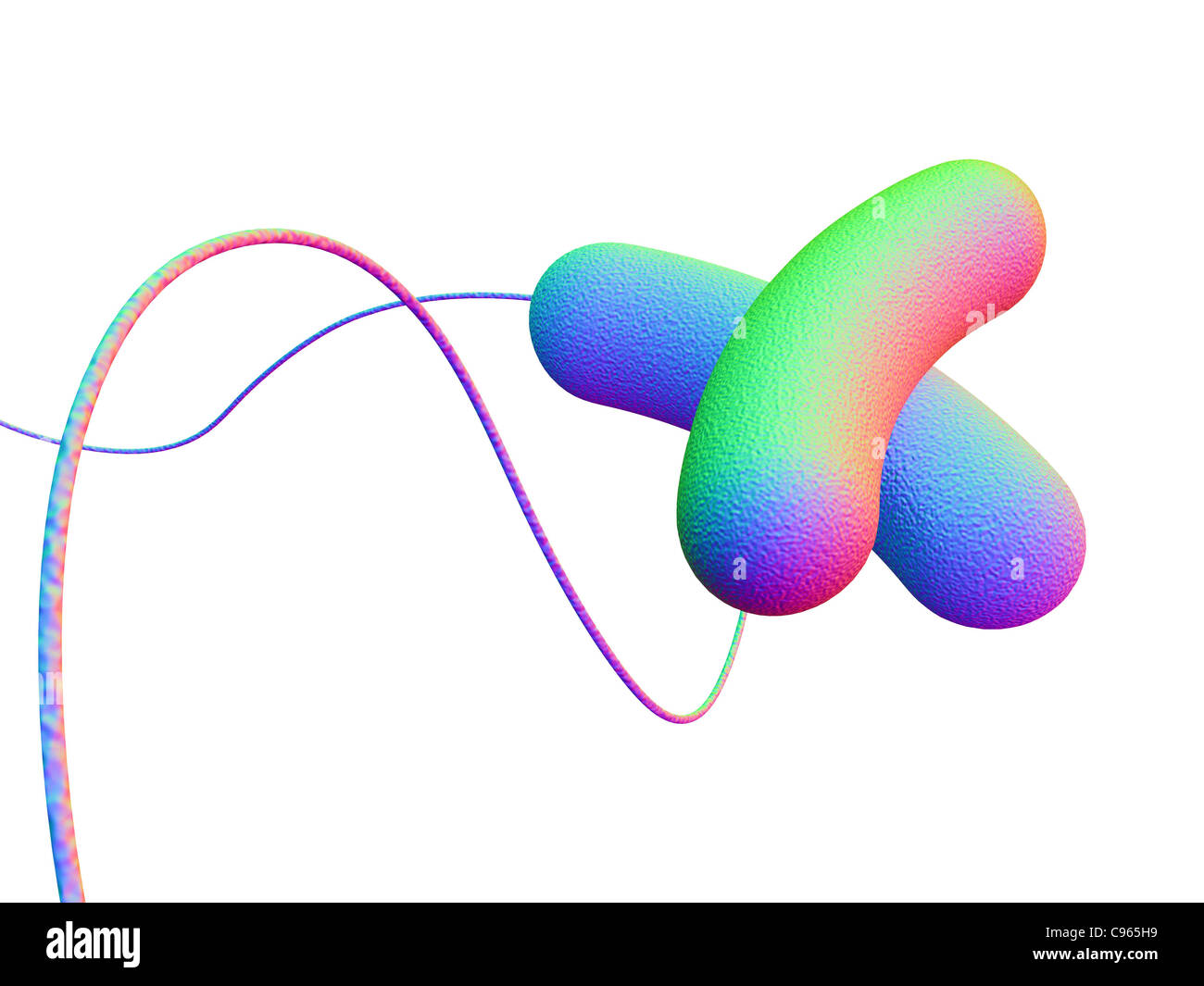 Computer artwork depicting two bacteria Stock Photo - Alamy