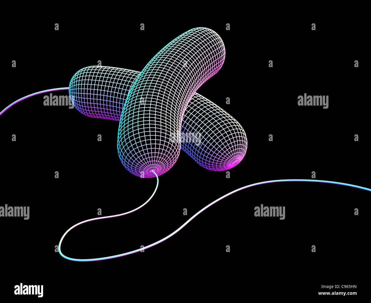 Computer artwork depicting two bacteria in wireframe style Stock Photo ...