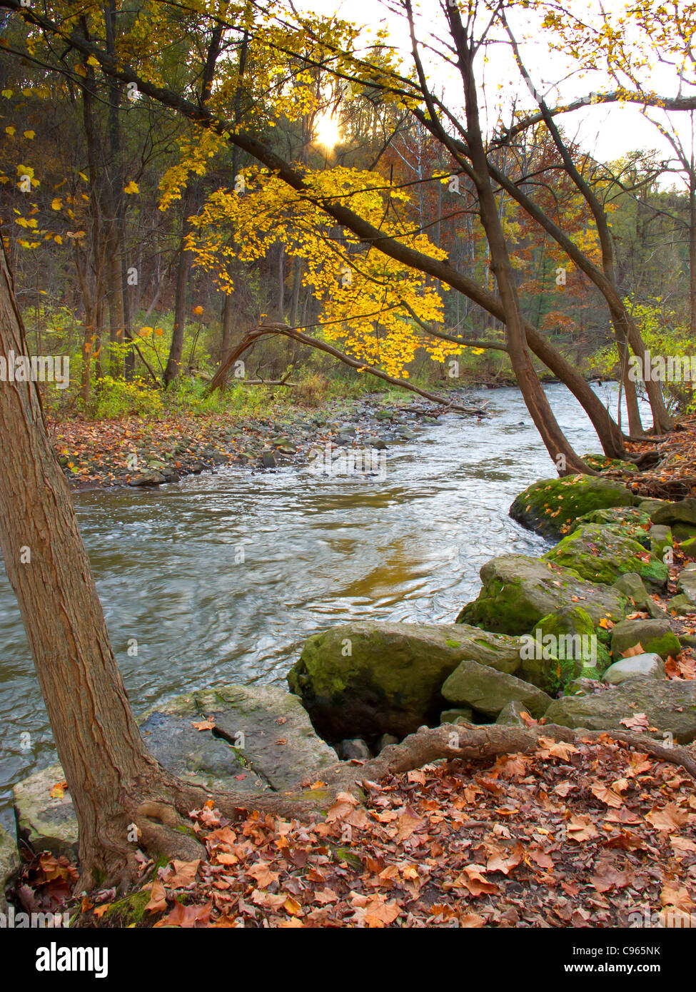 Autumn scene by stream Stock Photo - Alamy