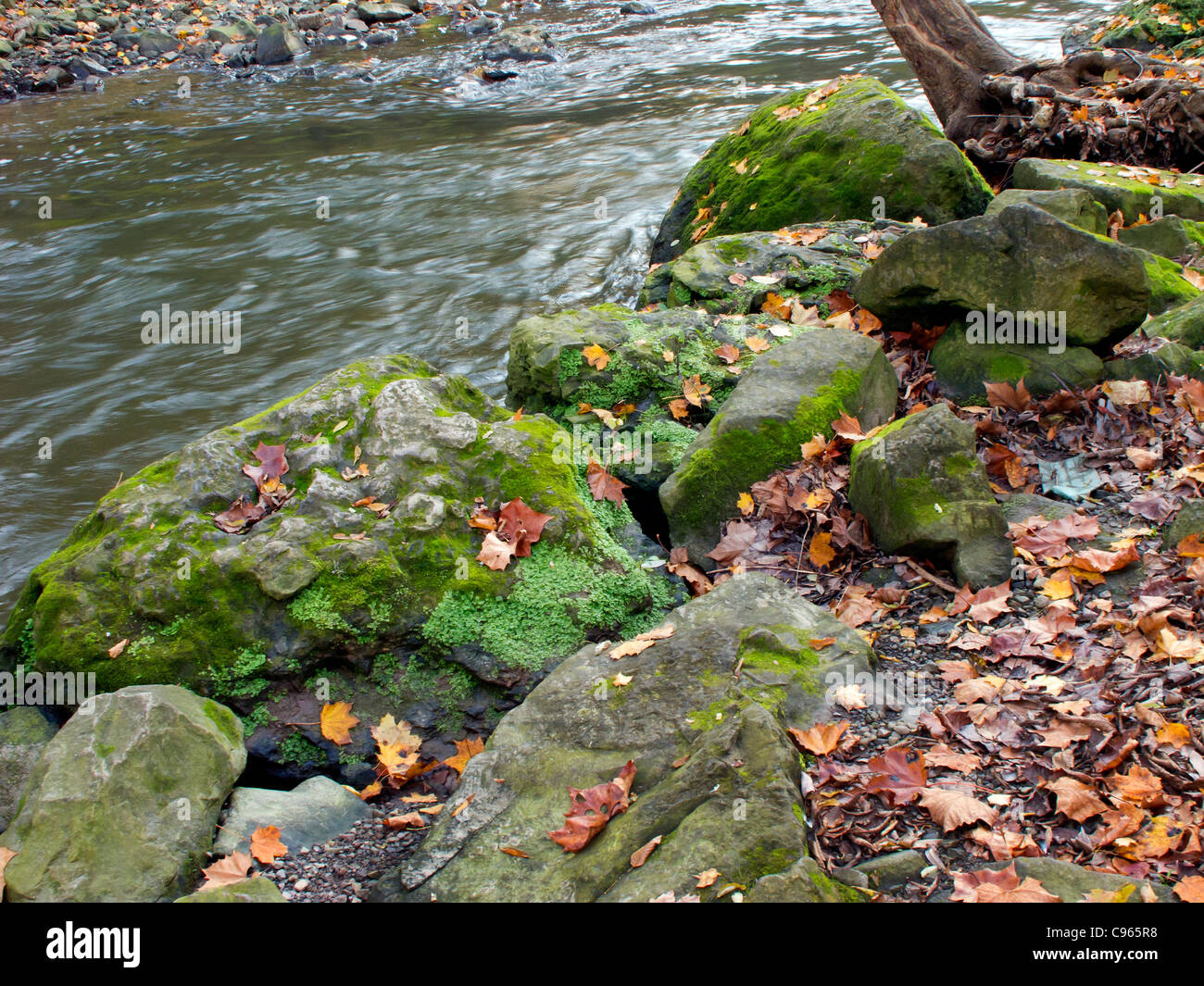 Autumn scene by stream Stock Photo - Alamy