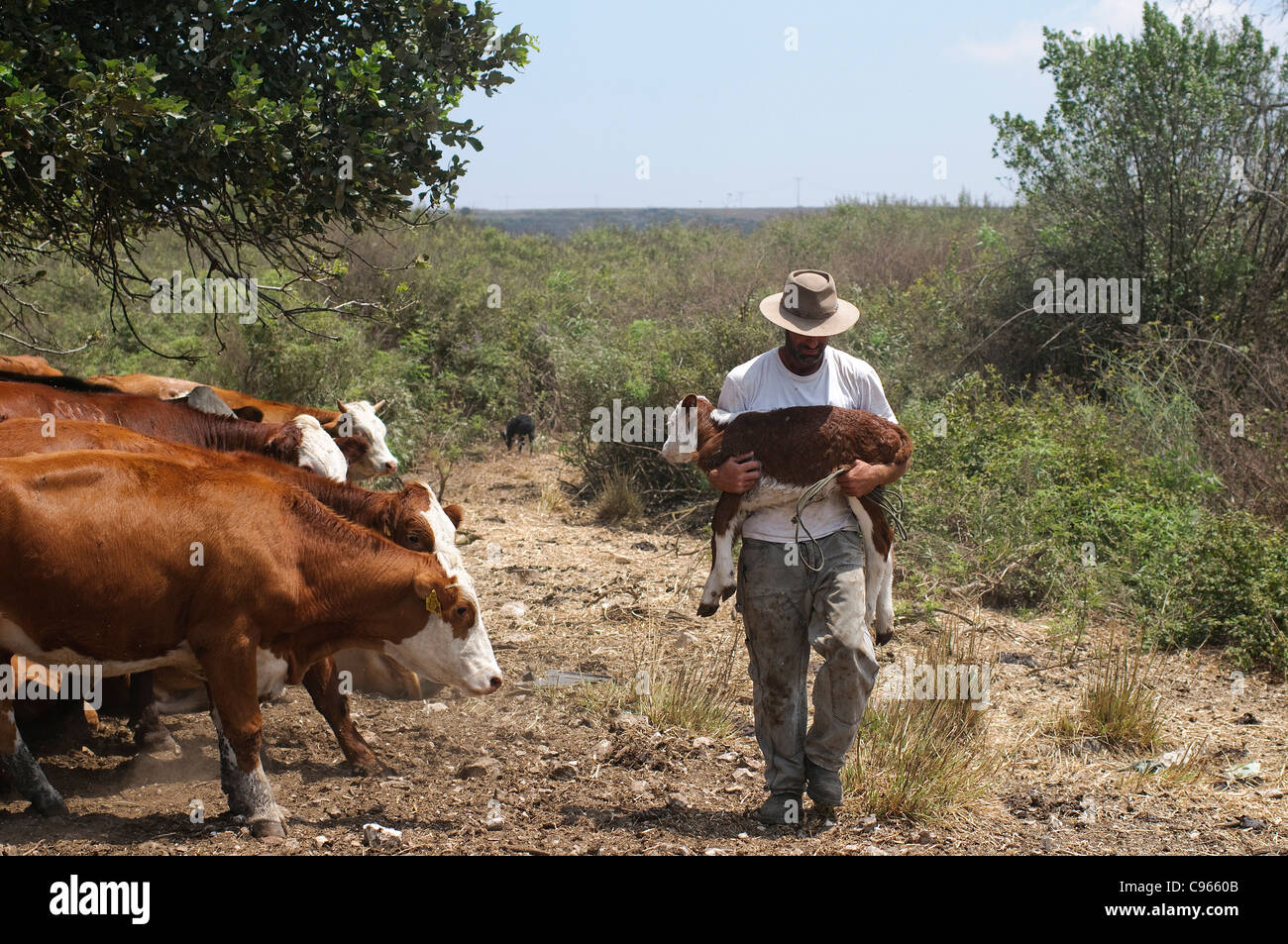 Beef cattle breeding In Israel, Mount Carmel Farmer caring for a ...