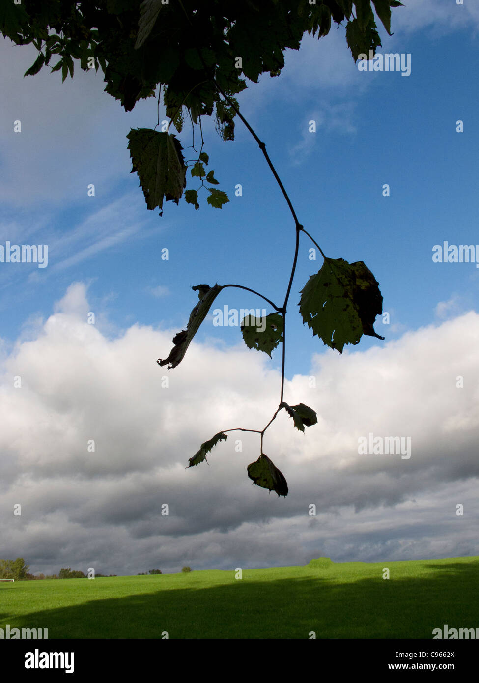 Overhanging silhouette hi-res stock photography and images - Alamy