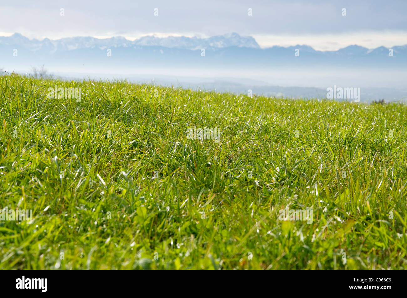 Green Pasture with a view to the snow covered peaks of the Alps Stock ...