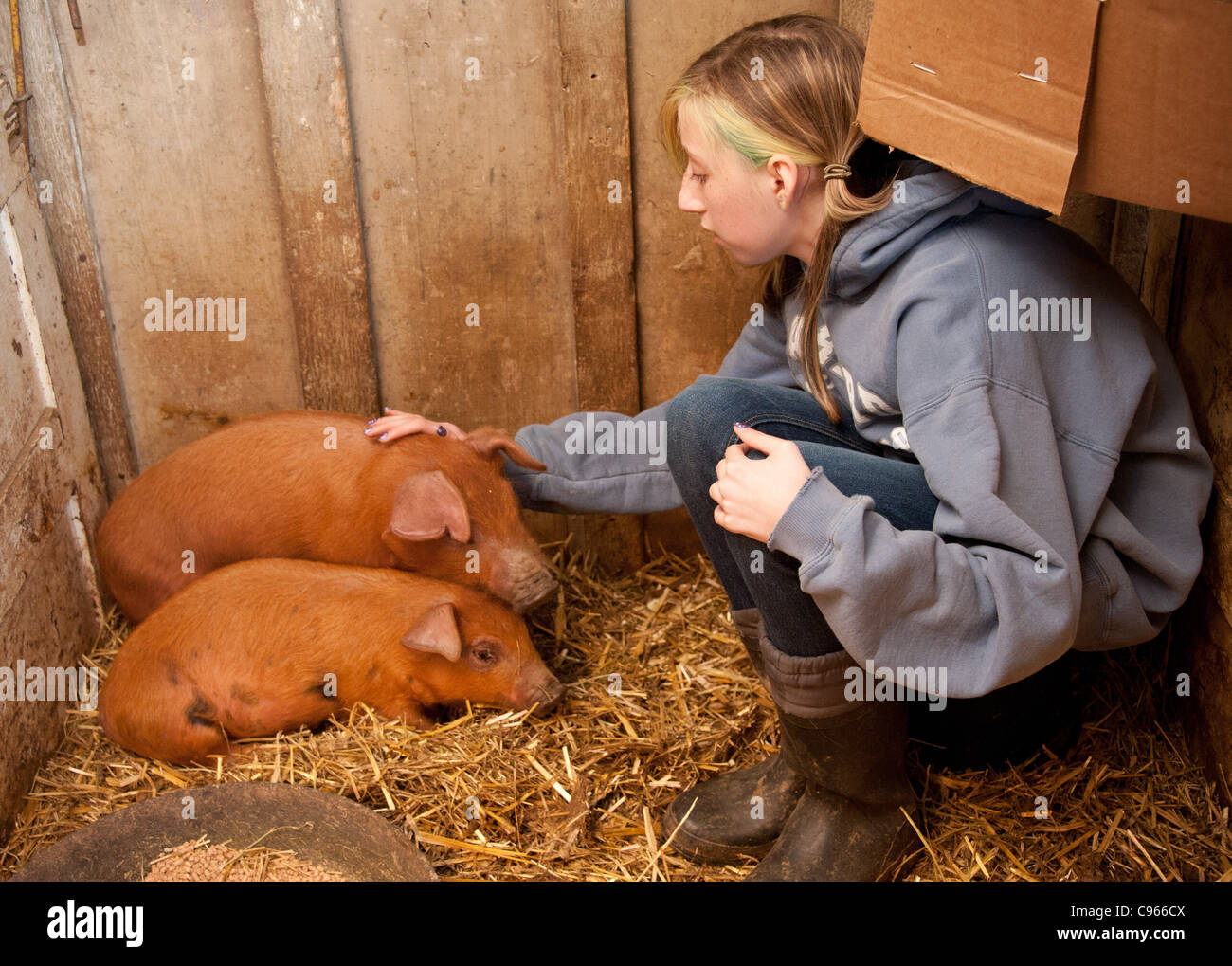 Girl petting pigs Stock Photo - Alamy