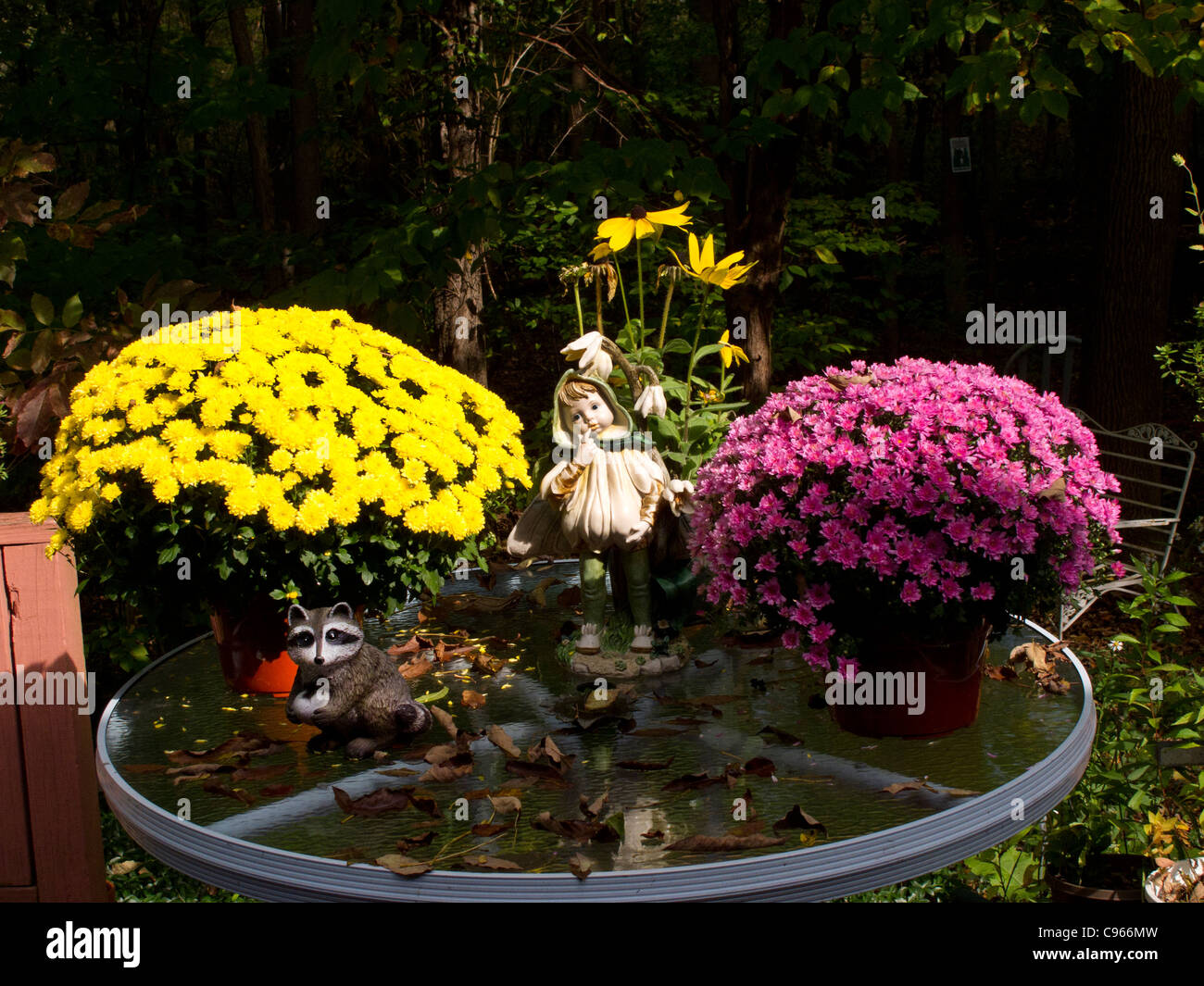 Hardy mums hi-res stock photography and images - Alamy