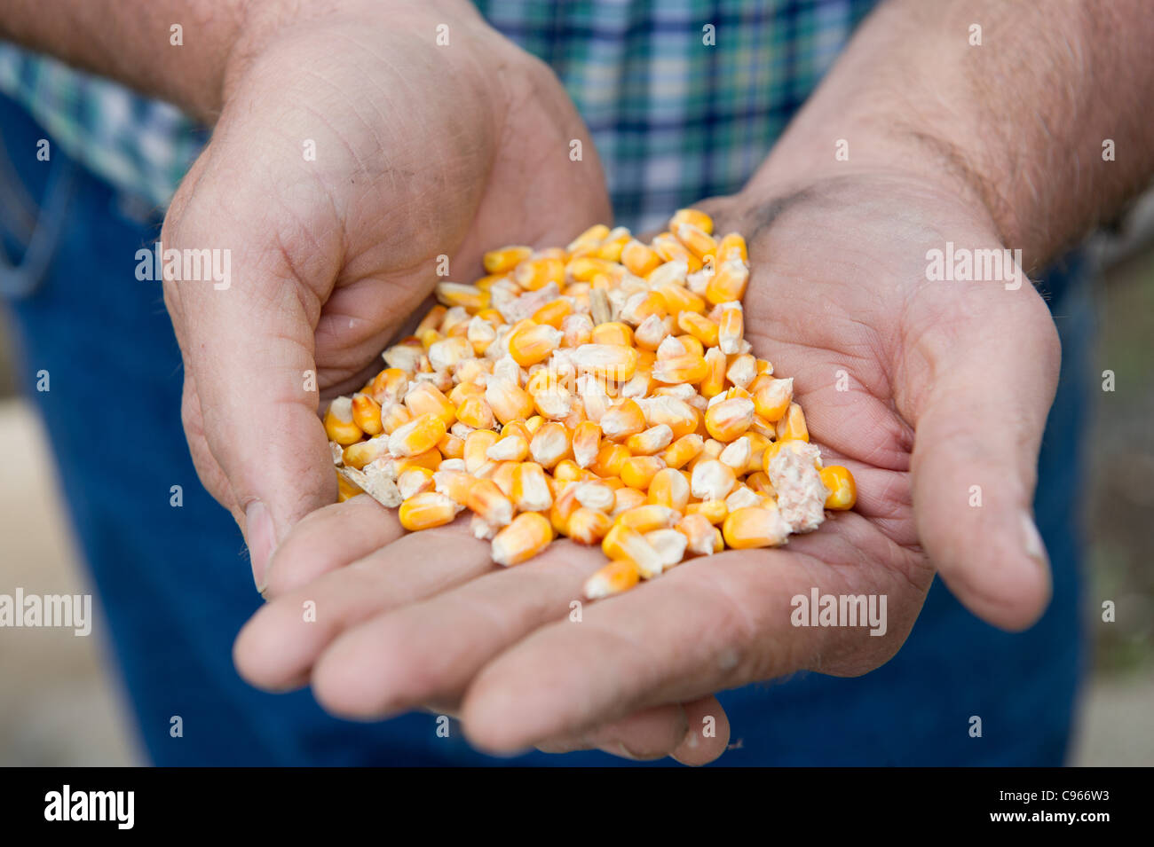 Farmers hands holding corn kernels hi-res stock photography and images ...