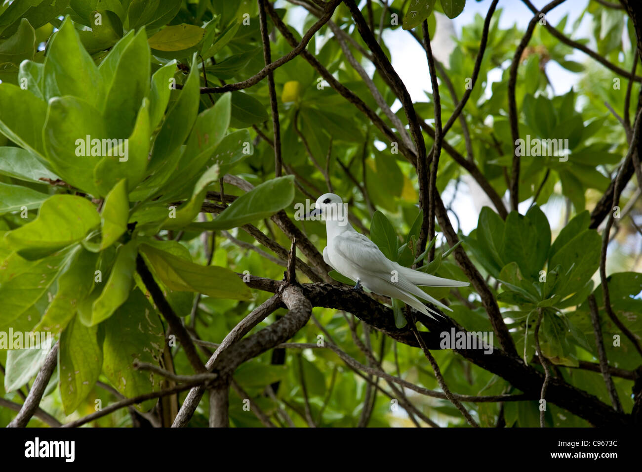 French Polynesia Rangiroa Stock Photo - Alamy