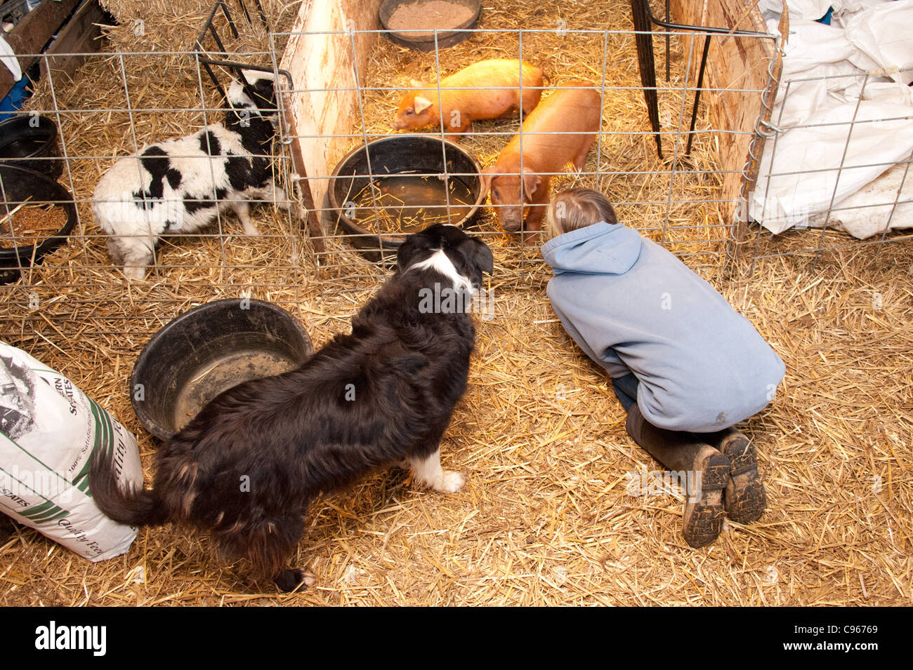 Pig and dog hi-res stock photography and images - Alamy