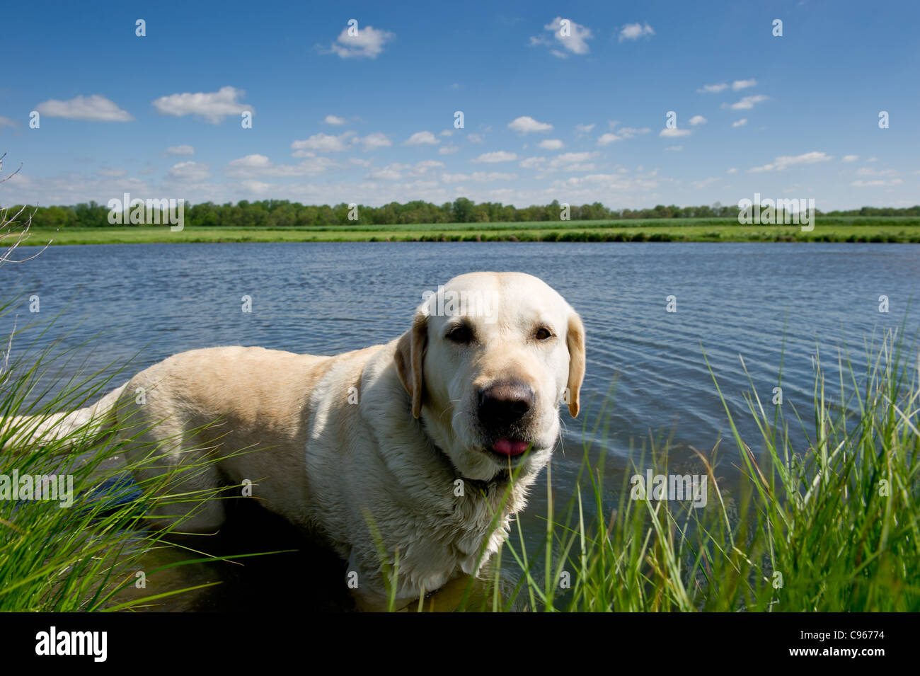 Golden swimming hi-res stock photography and images - Alamy