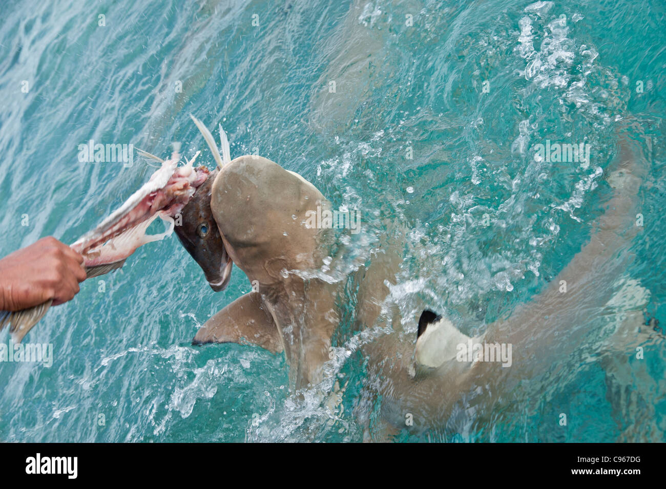 French Polynesia Rangiroa shark tuamotu Pacific Stock Photo - Alamy