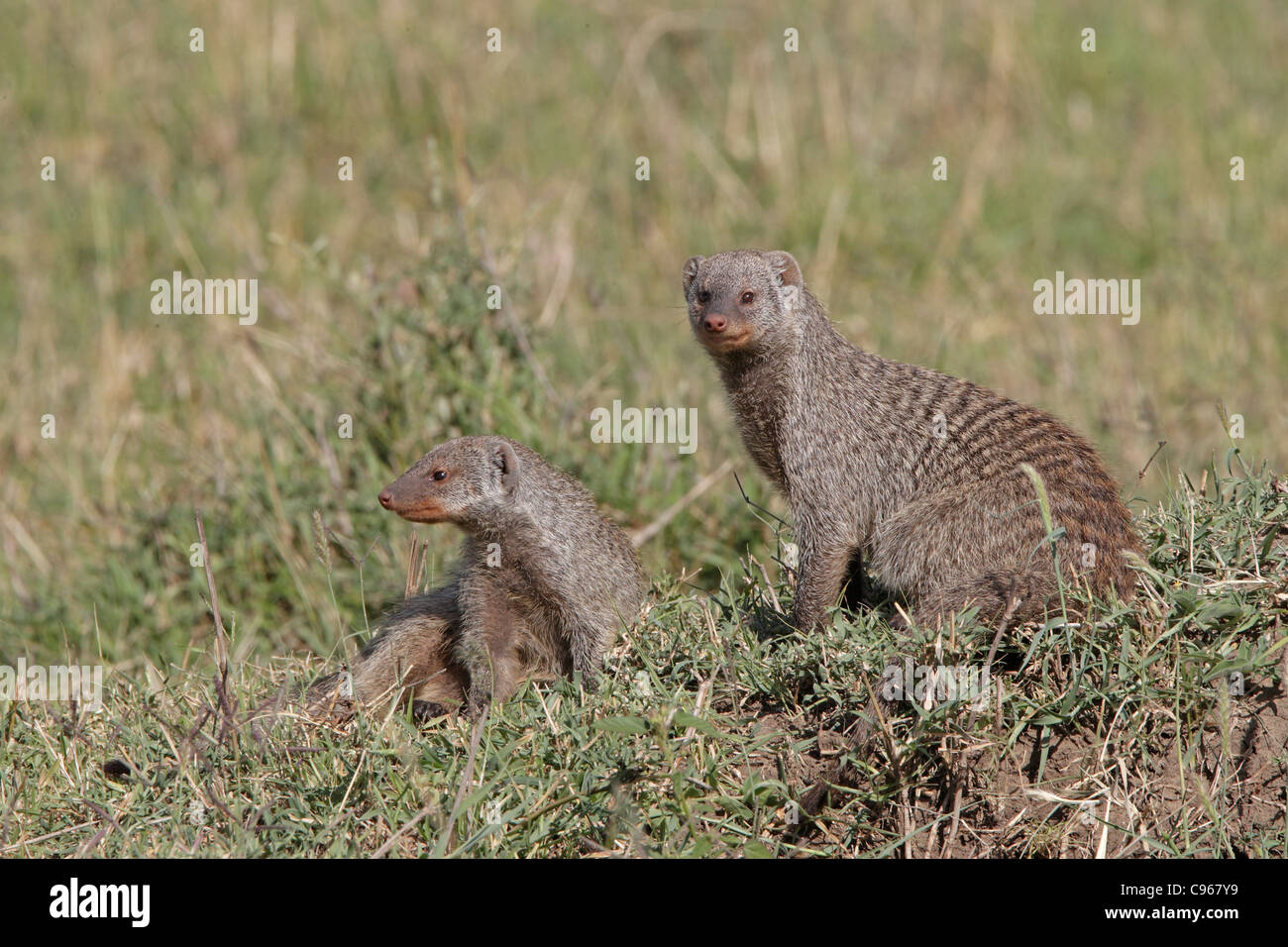 A pair of Banded Mongoose near their nesting burrow Stock Photo - Alamy