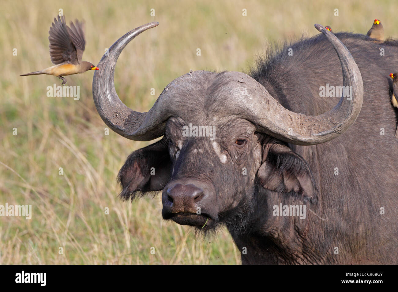 Cape Buffalo with red-billed Oxpeckers on its back and one flying past ...