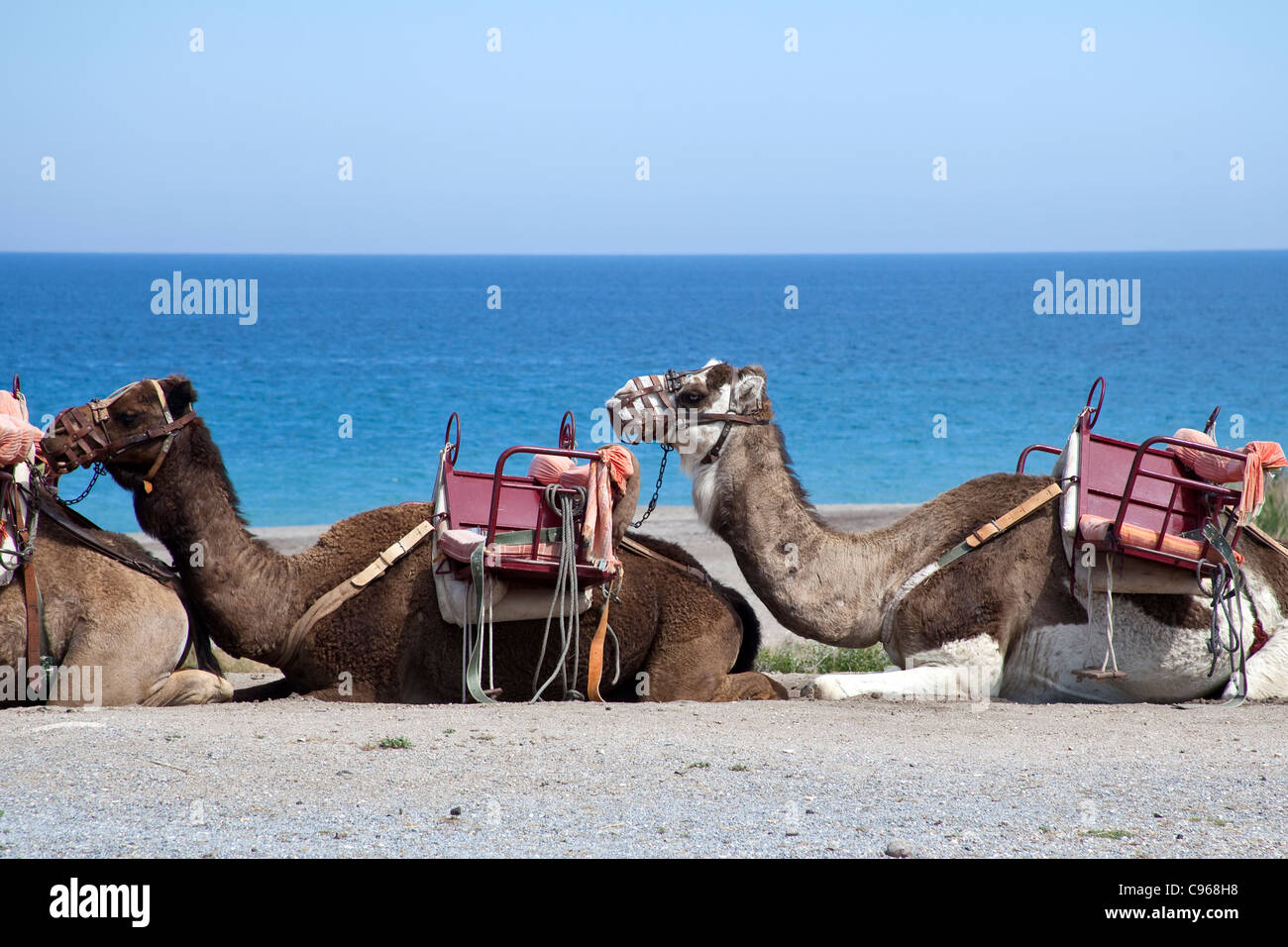 Camels sitting on beach hi-res stock photography and images - Alamy