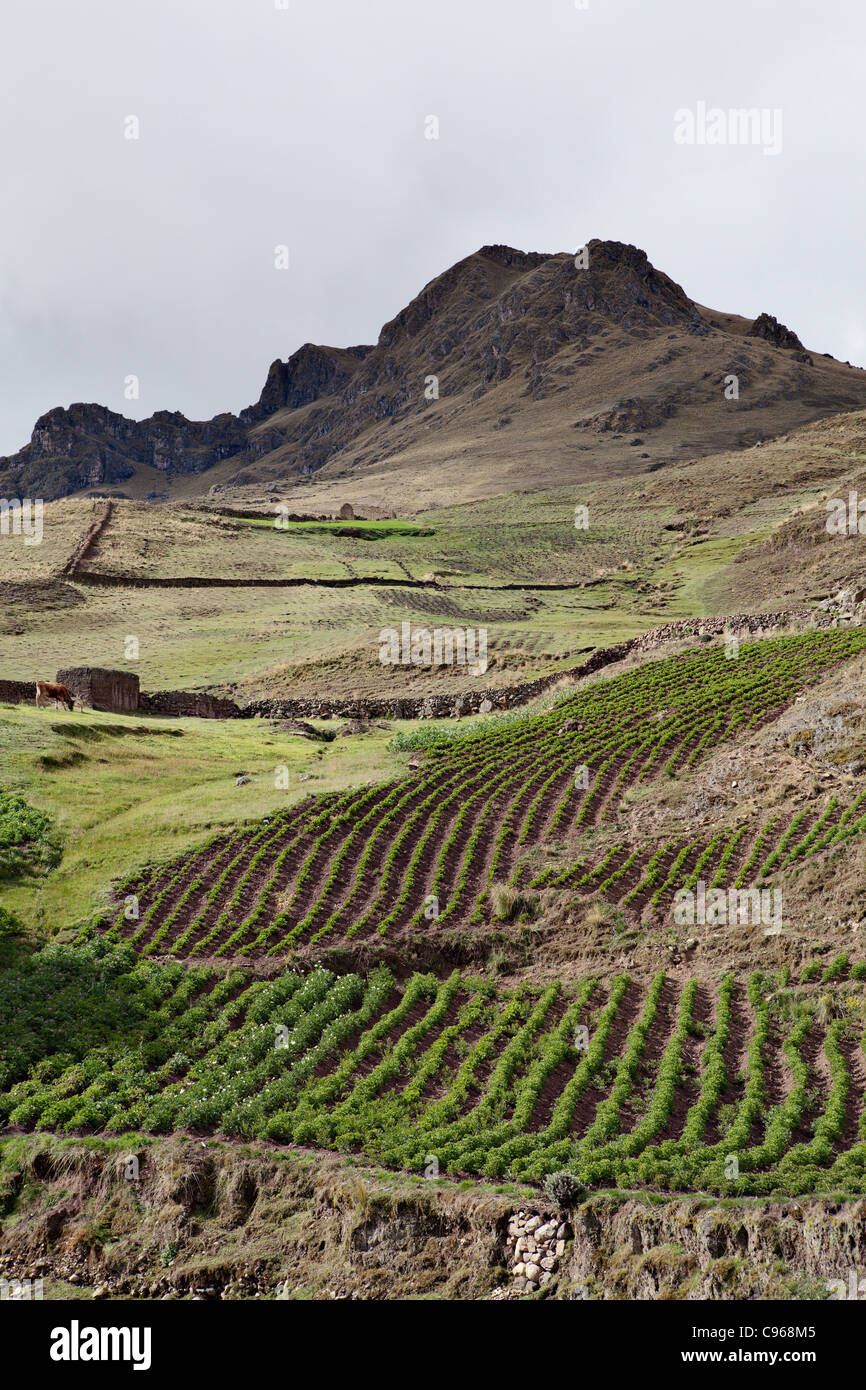 Potatoe fields near Pampallaqta village, Andes mountains, Peru Stock ...