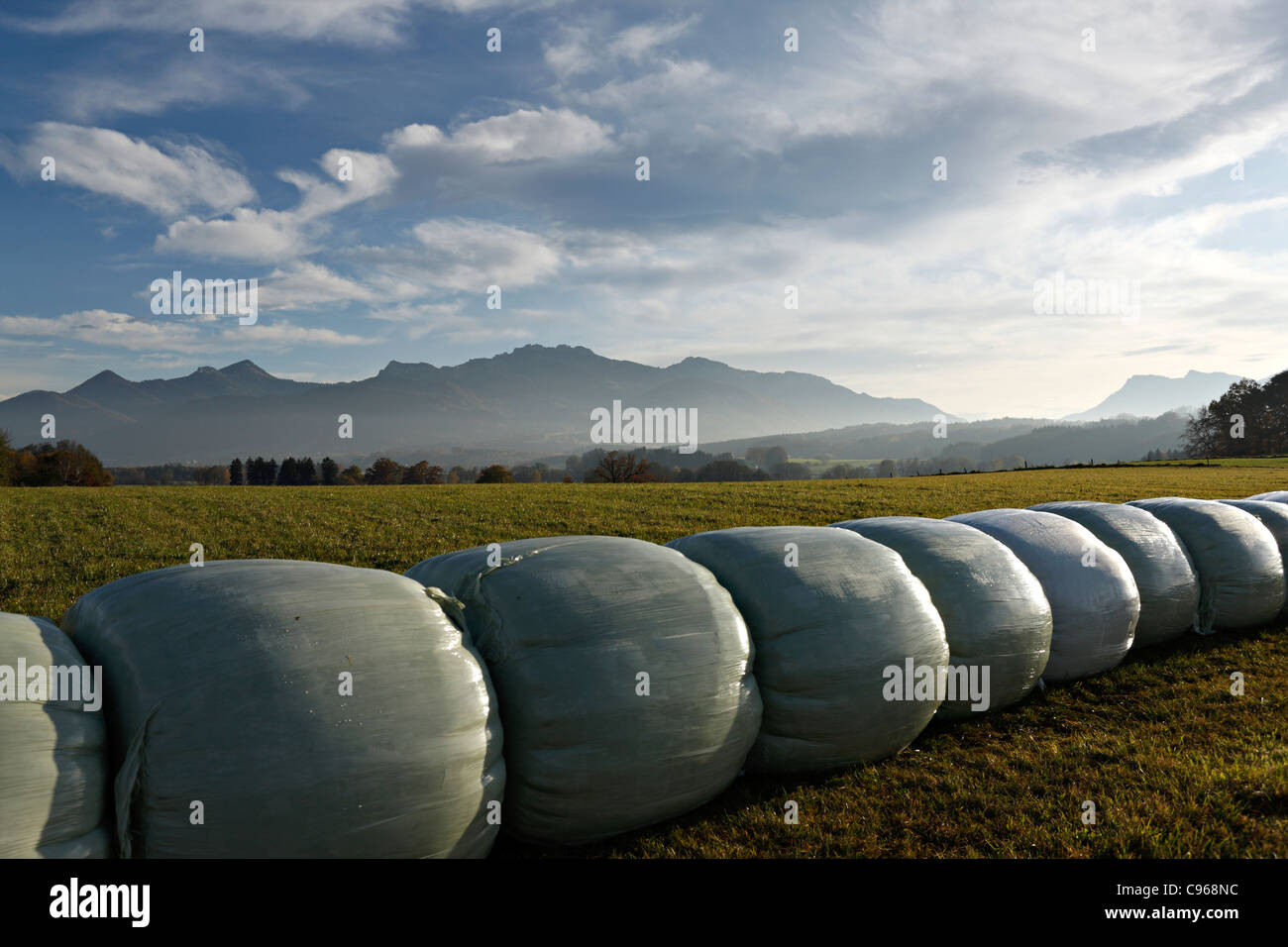 Plastic wrapped bails of hay in Bavarian farm landscape, Chiemgau Upper ...
