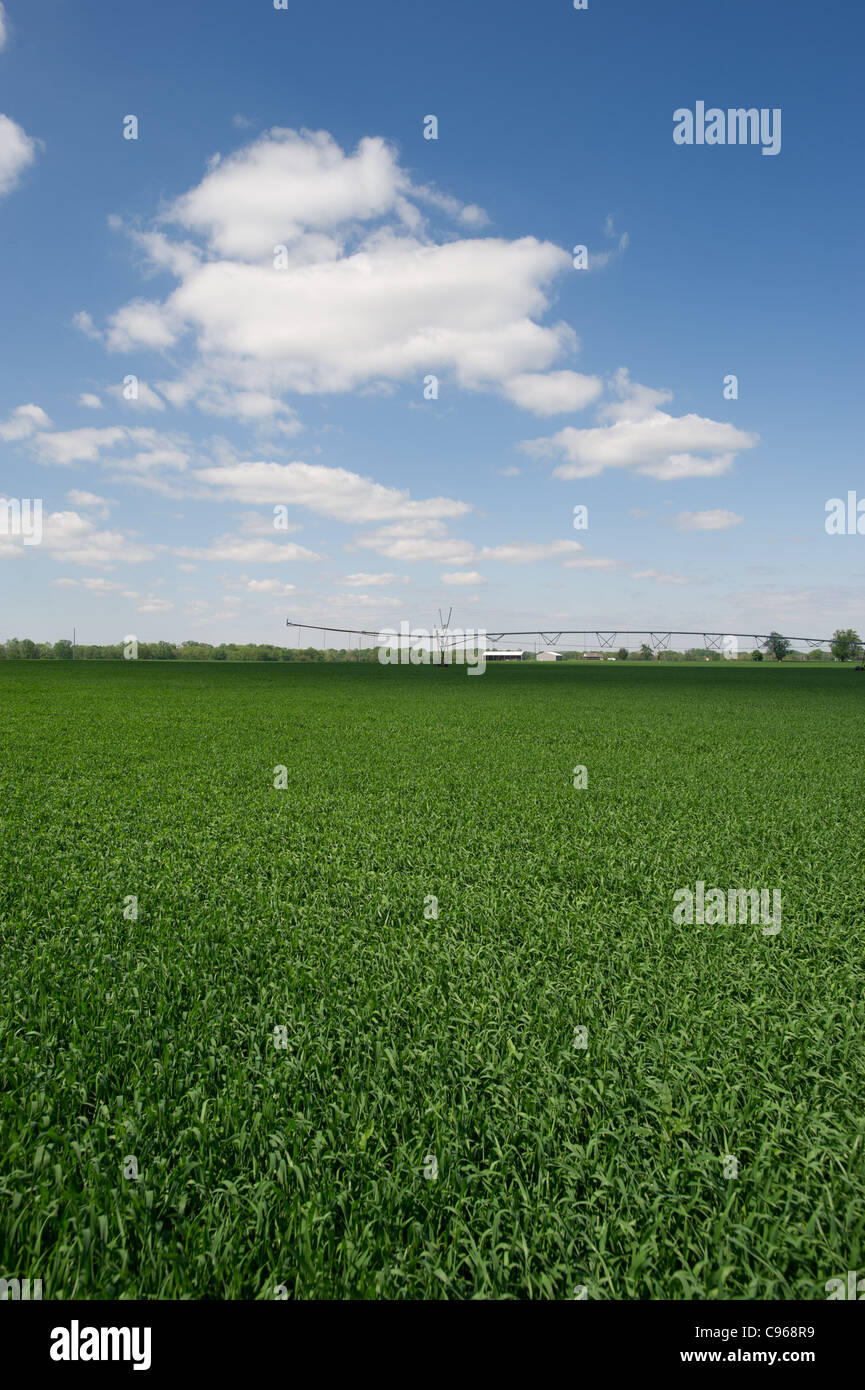 Irrigation in field of crop on farm Stock Photo - Alamy