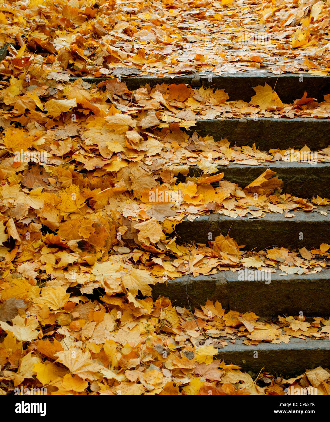 Stone stairs covered leaves hi-res stock photography and images - Alamy
