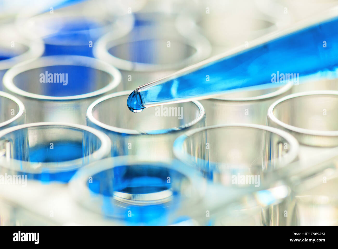 Cell Culture Plate in bio laboratory Stock Photo - Alamy