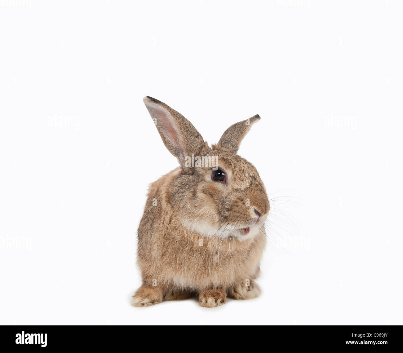 Bugs bunny a wild hare hi-res stock photography and images - Alamy