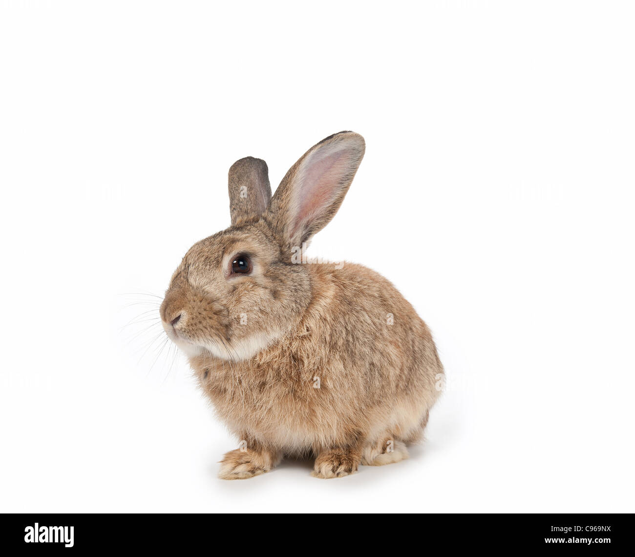 Portrait isolated single domestic rabbit in a studio Stock Photo - Alamy