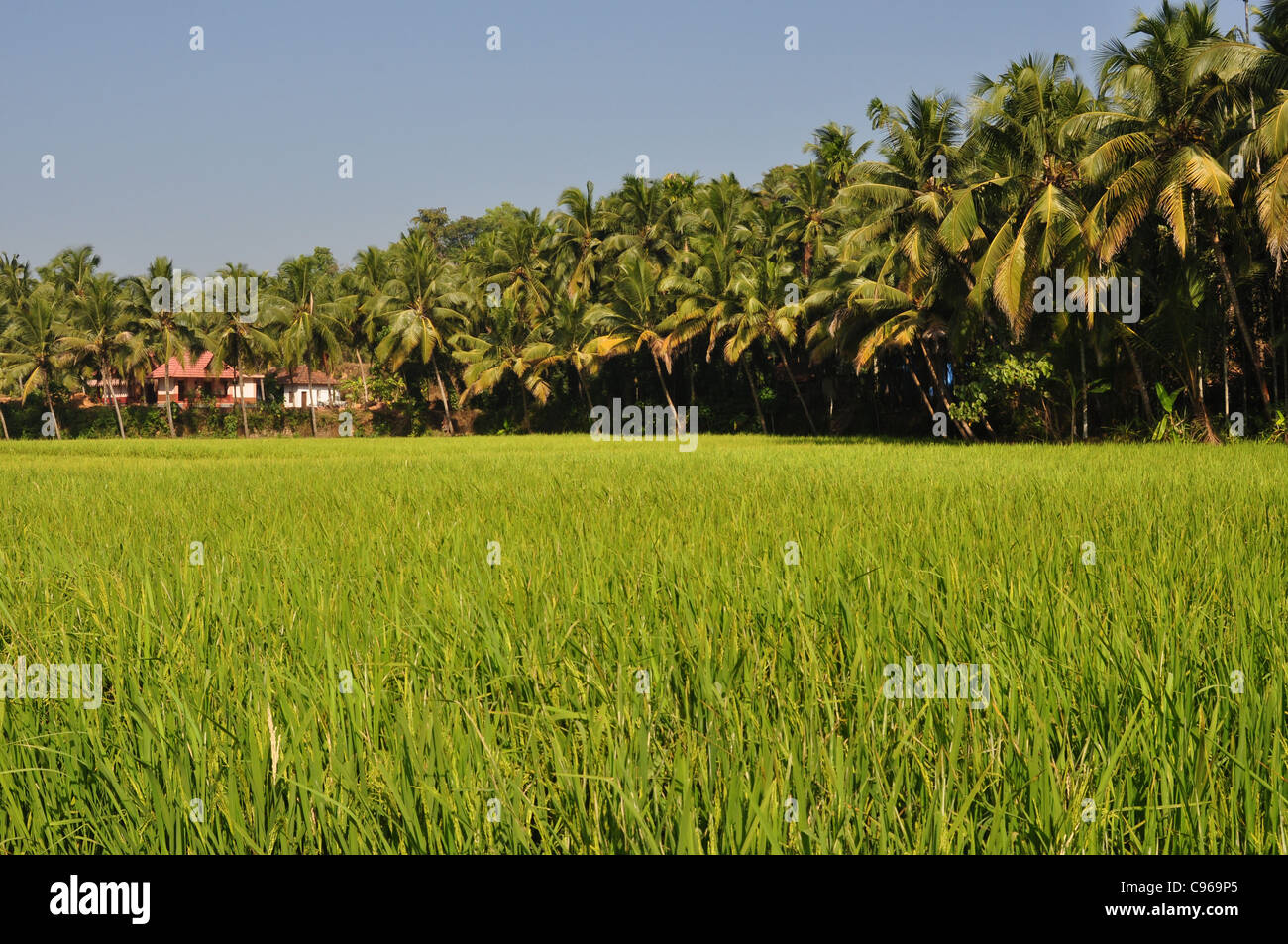 A beautiful picture of where the low lying paddy fields meet the higher ...