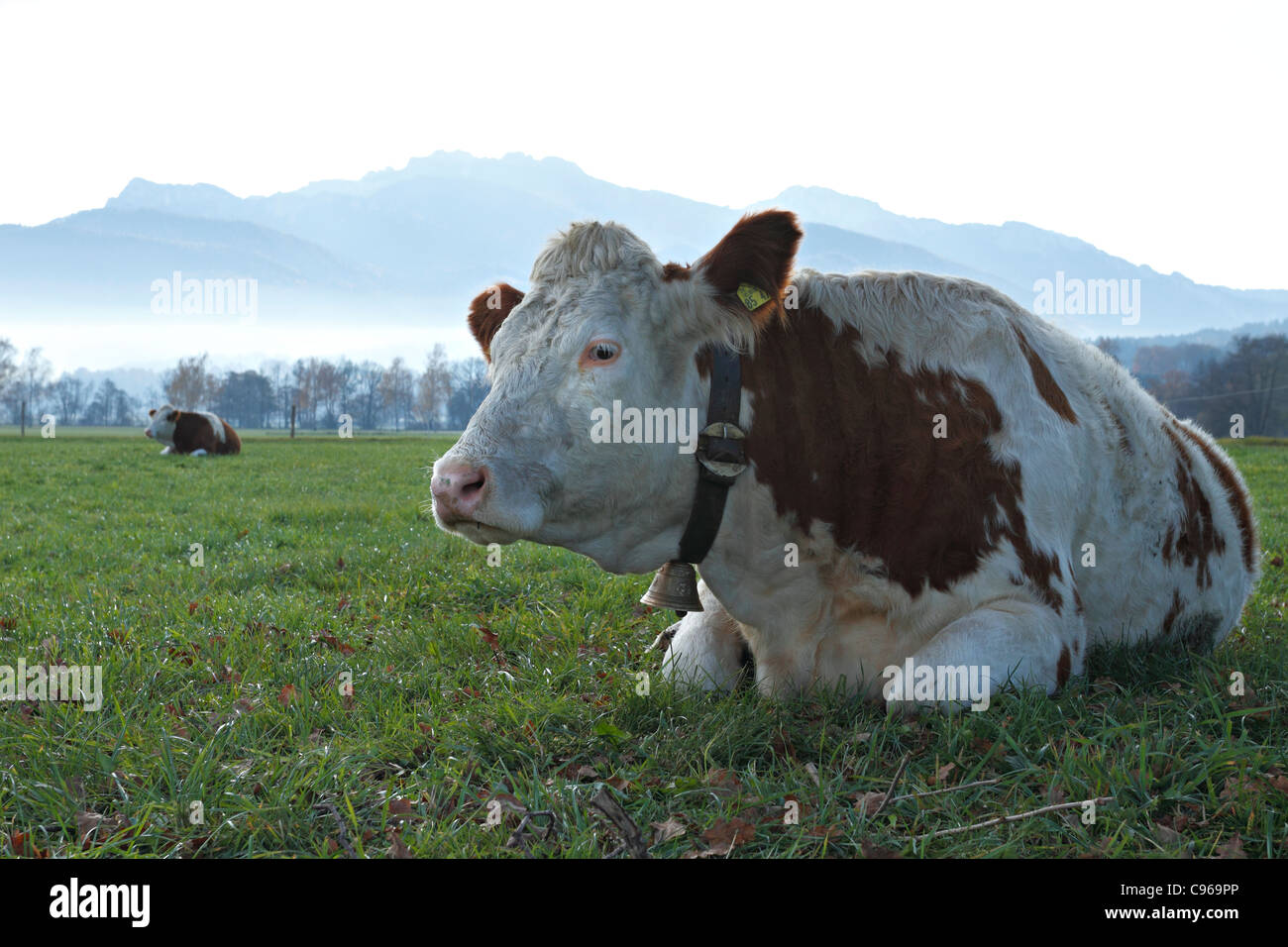 German milk cow hi-res stock photography and images - Alamy
