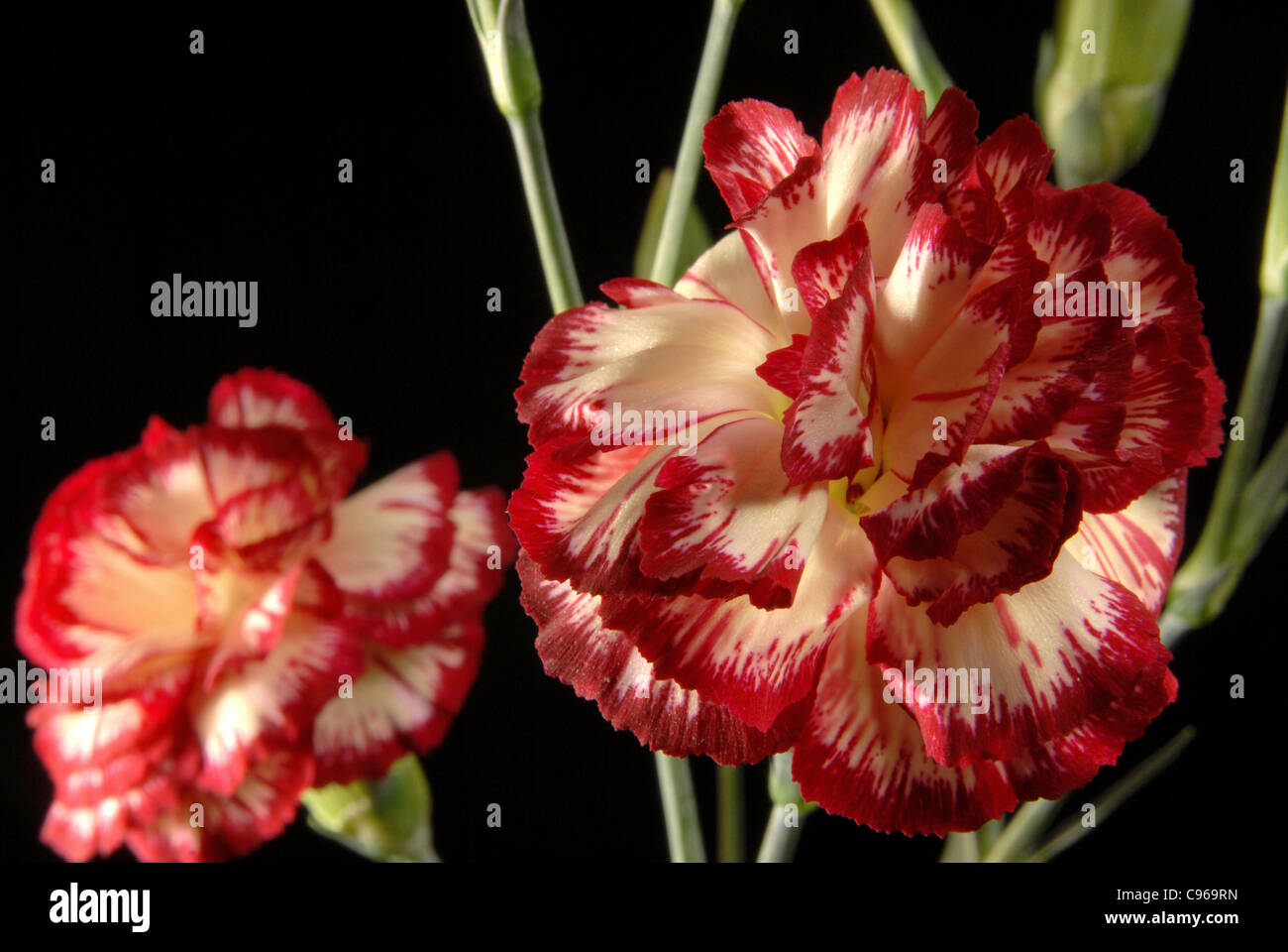Carnation flower bouquet nuanced in red and white close up on black ...