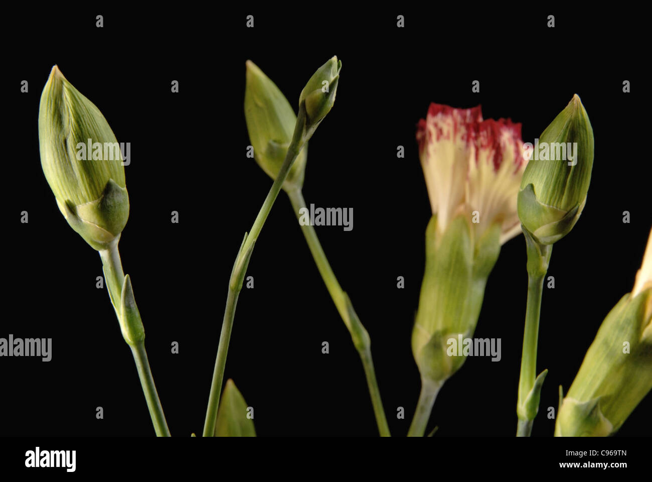 Carnation bud flower close up on black background Stock Photo - Alamy