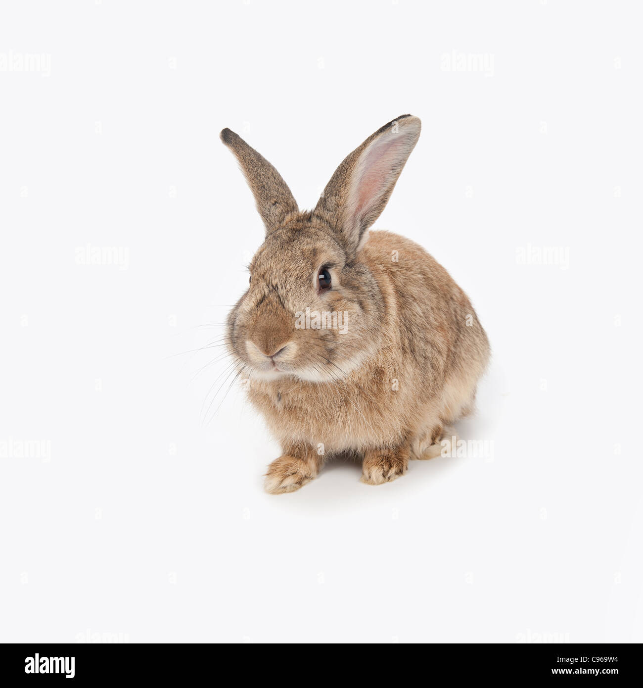 Portrait isolated single domestic rabbit in a studio Stock Photo - Alamy