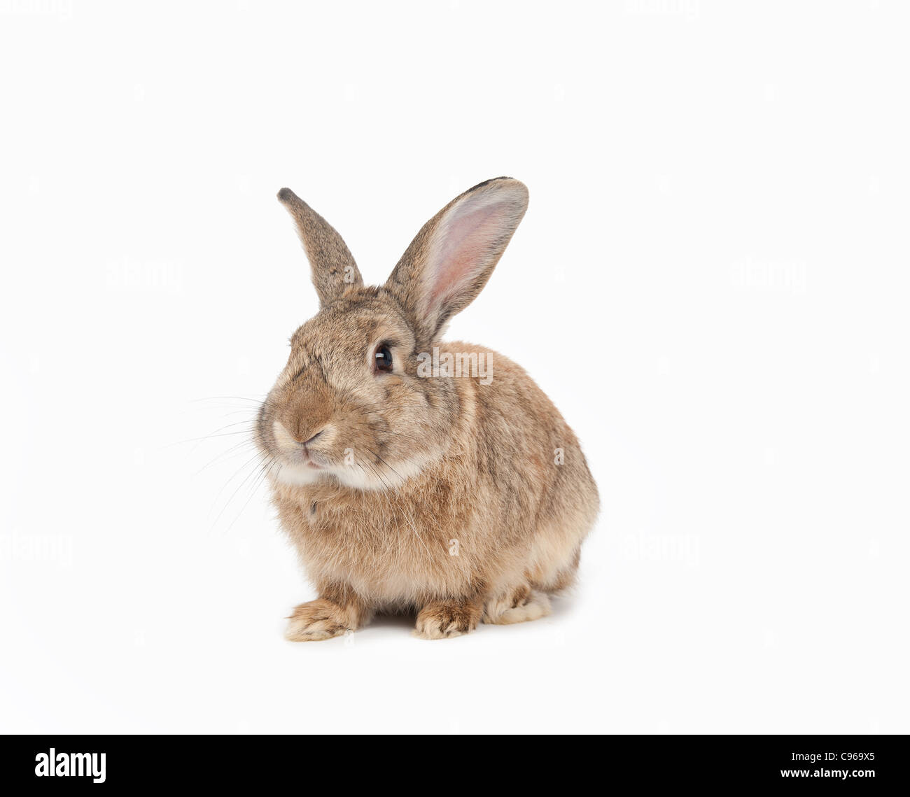 Portrait isolated single domestic rabbit in a studio Stock Photo - Alamy